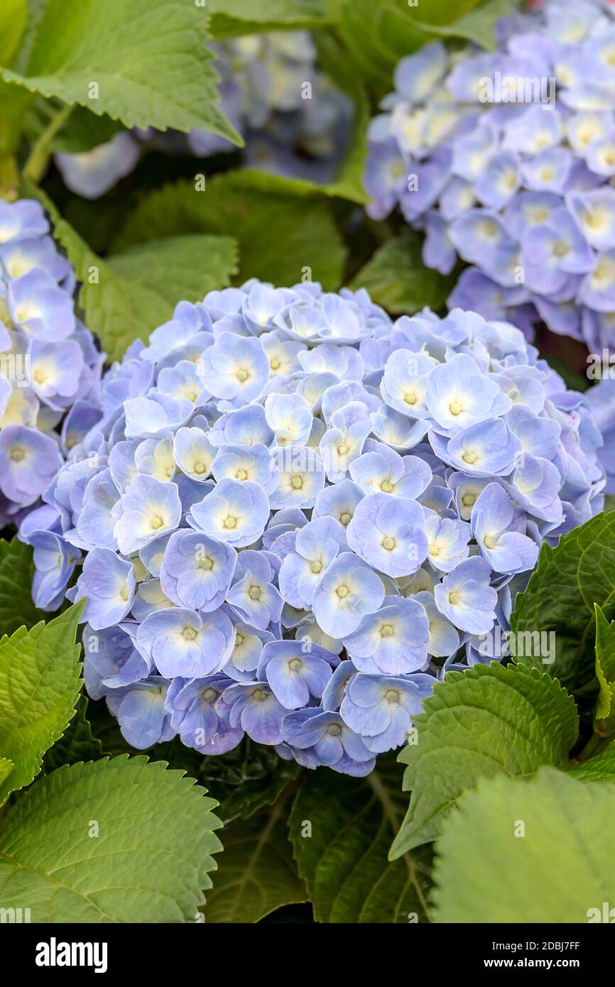 Garten-Hortensie (Hydrangea macrophylla FOREVER & EVER® Blue Stock ...
