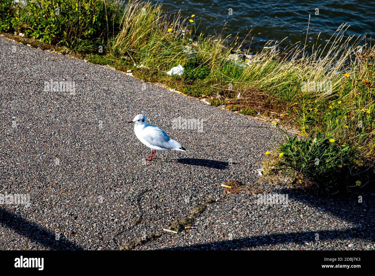 Sad little seagull next to garbage Stock Photo - Alamy