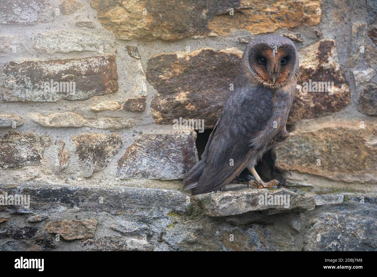 Cool barn owl in dark form is sitting on the stone wall looking at the ...