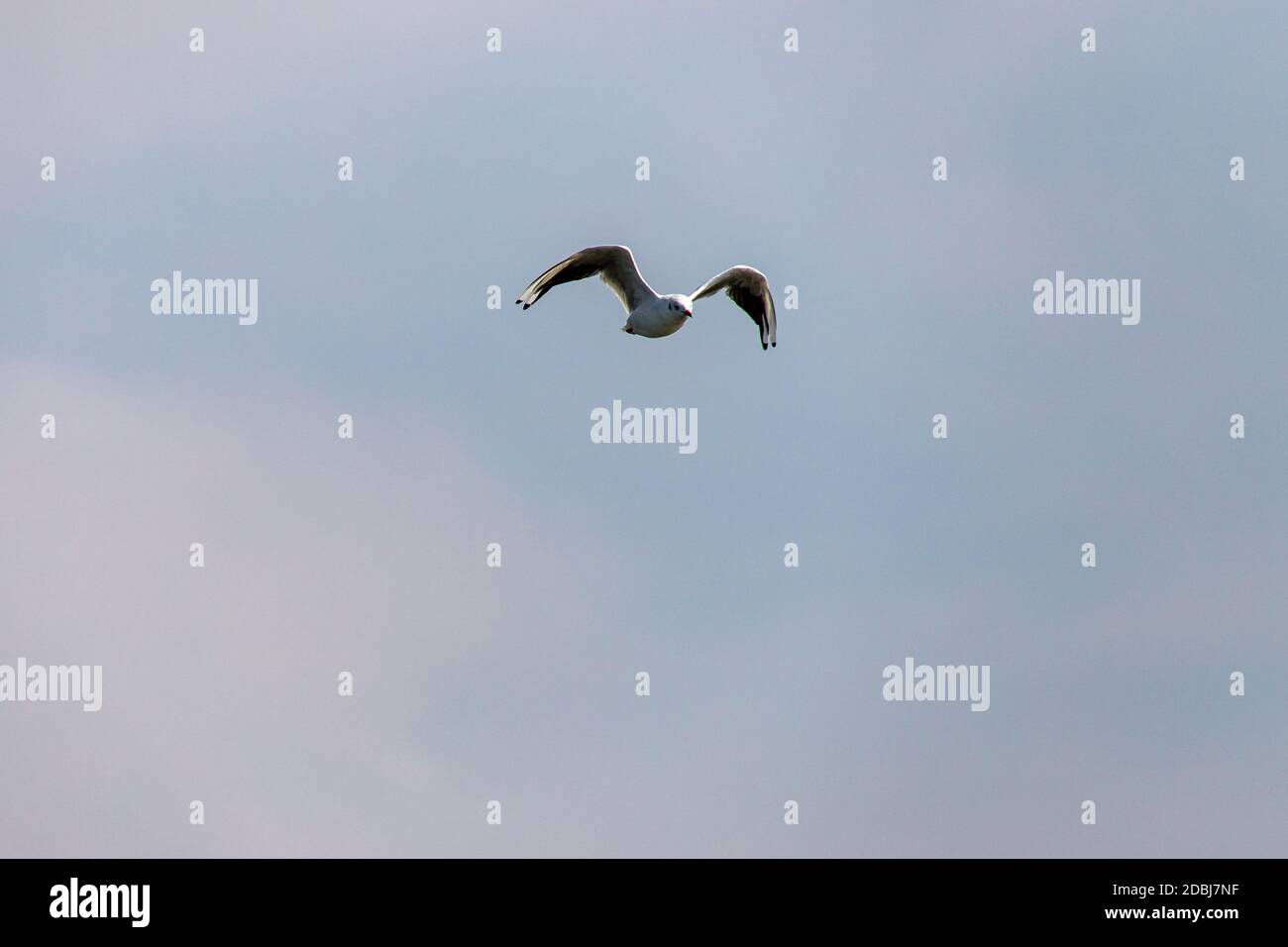 Seagull in flight Stock Photo - Alamy