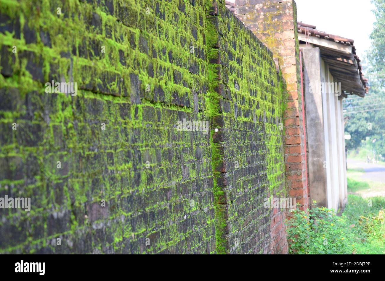 Algae Growth High Resolution Stock Photography and Images - Alamy