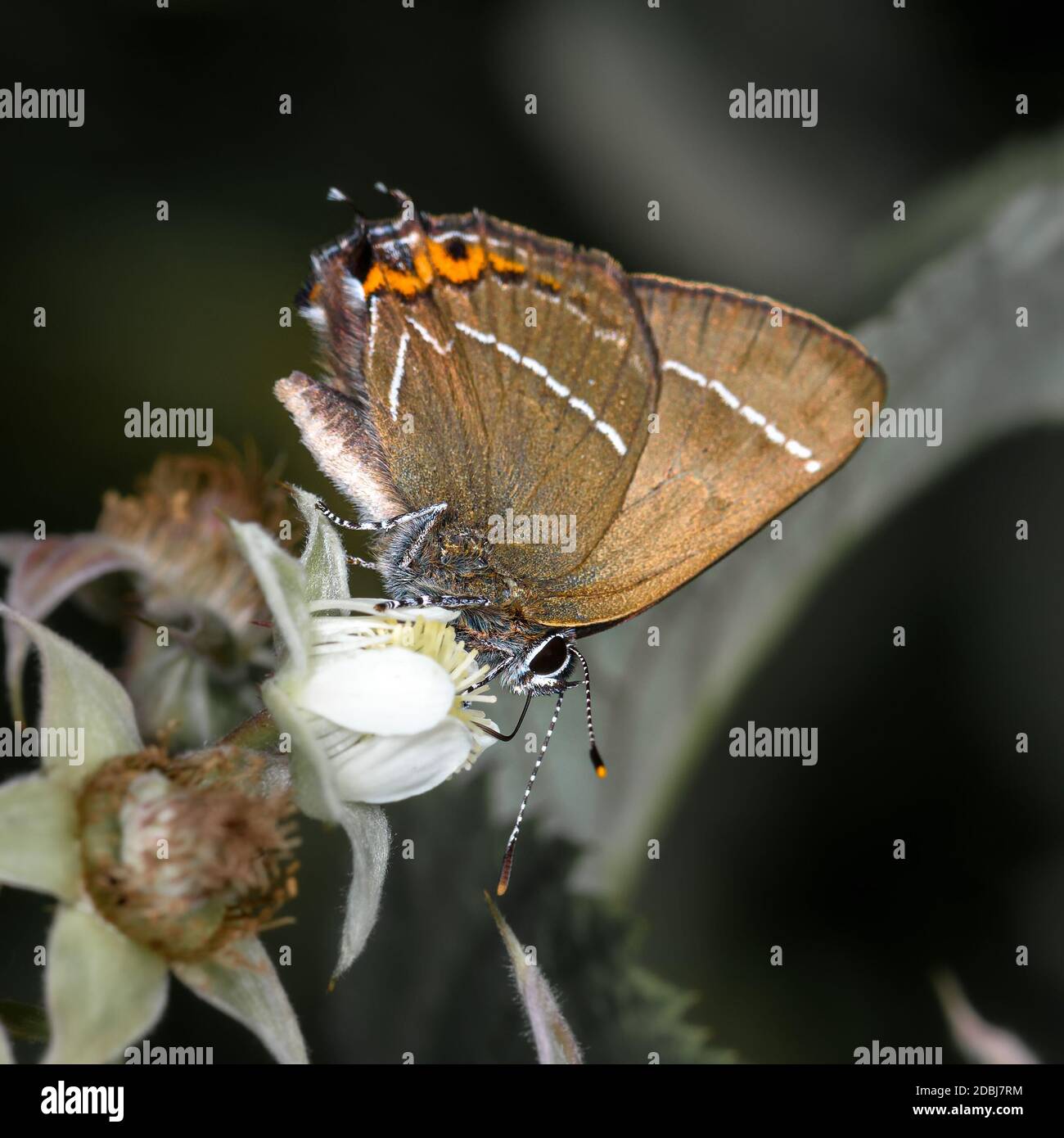 Closeup butterfly side view hi-res stock photography and images - Alamy