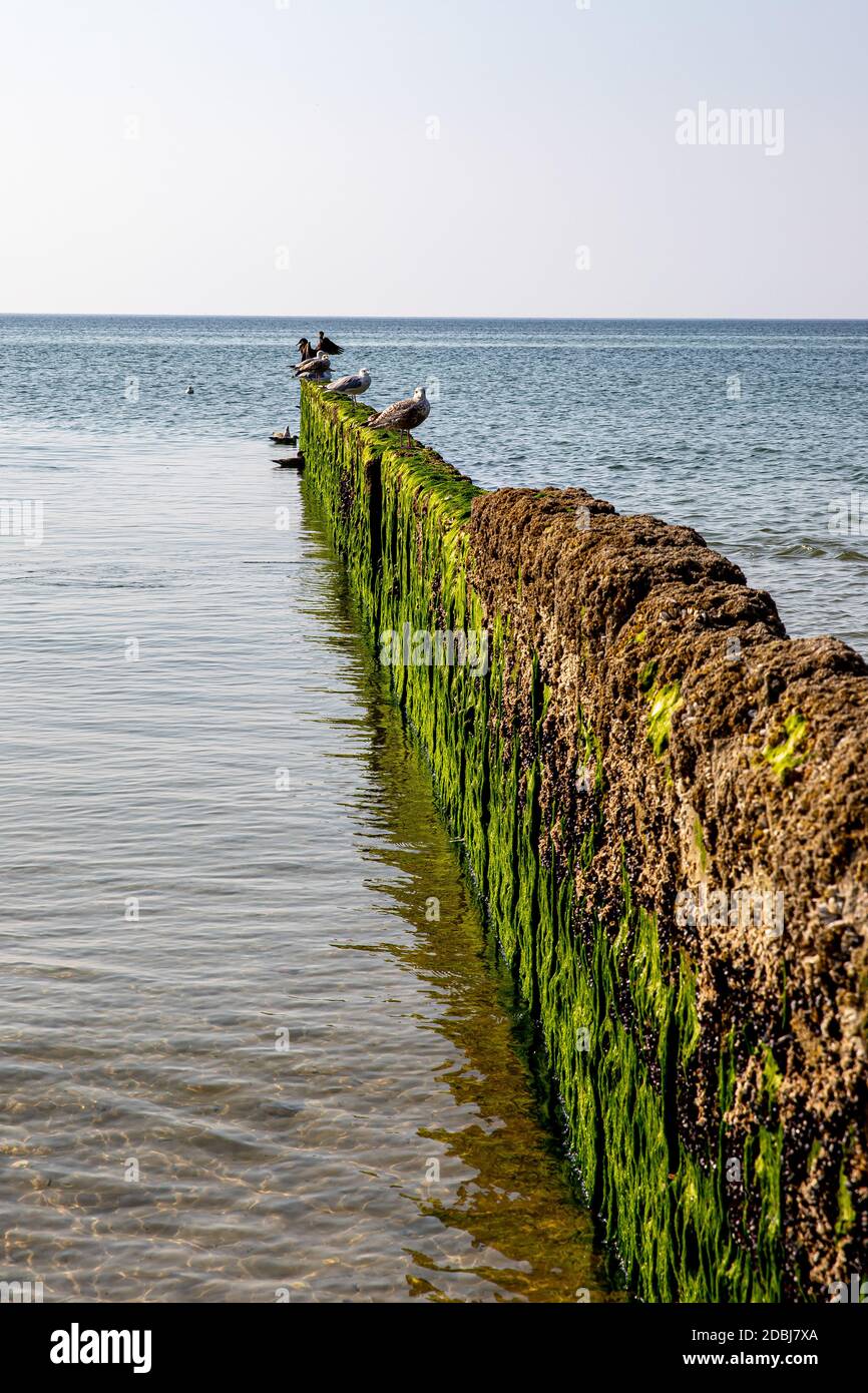 Groyne with seagulls on the beach near Kampen Stock Photo - Alamy