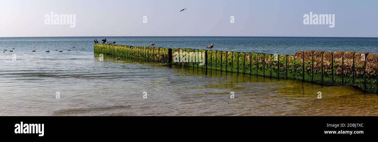 Groyne with seagulls on the beach near Kampen Stock Photo - Alamy