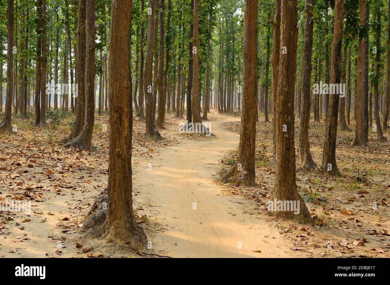 Sal Tree India High Resolution Stock Photography and Images - Alamy