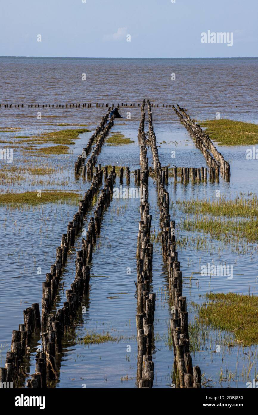Fascine in front of the peninsula Eiderstedt Stock Photo - Alamy