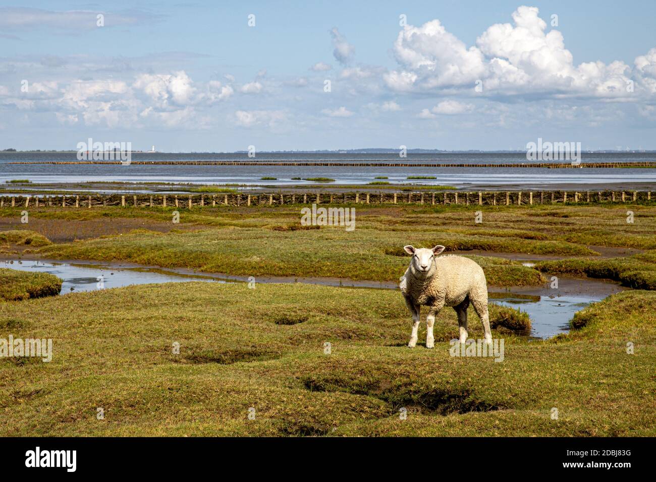 Salt marsh sheep in hi-res stock photography and images - Alamy