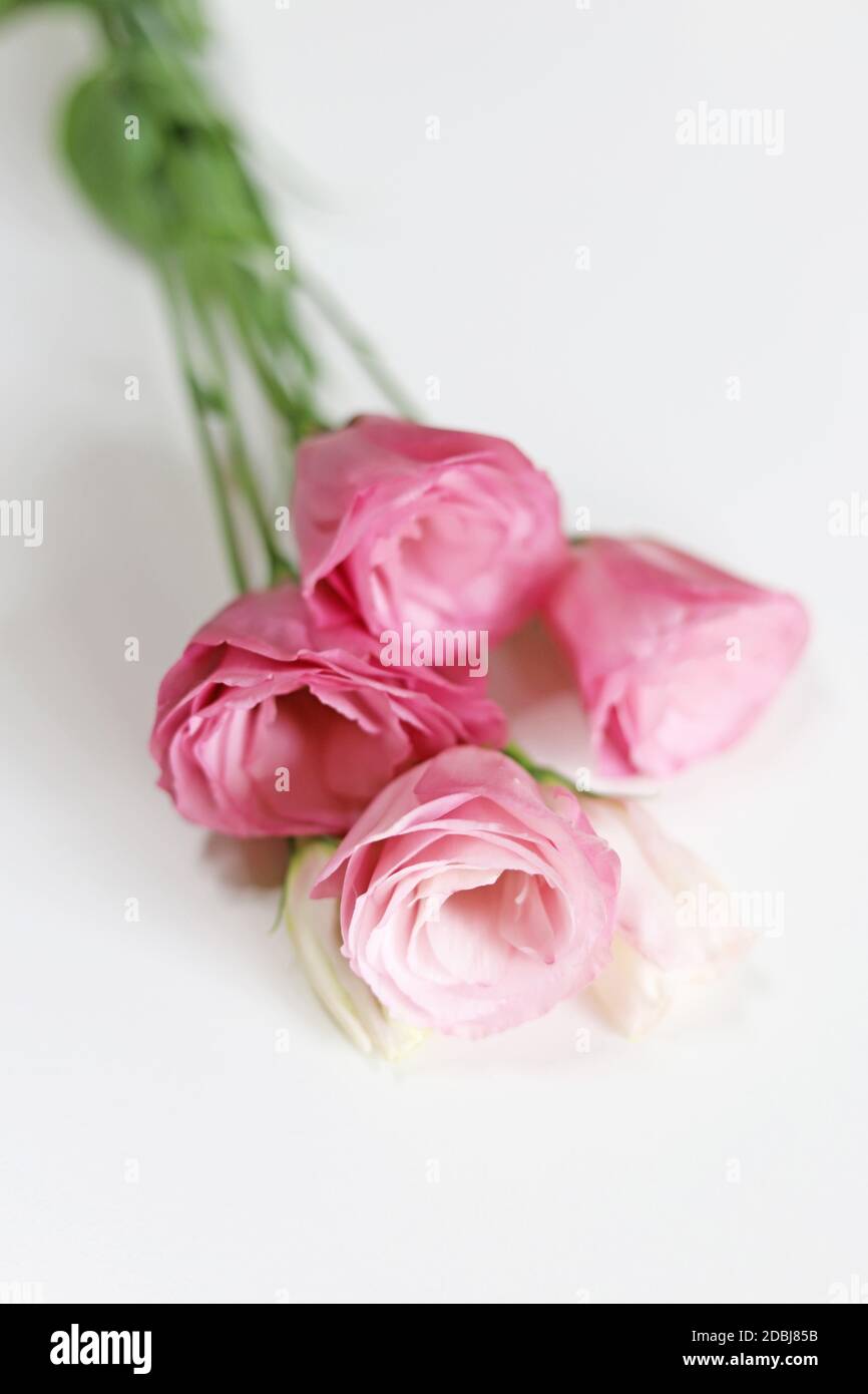 Pink and light pink Eustoma flower bouquet Stock Photo - Alamy