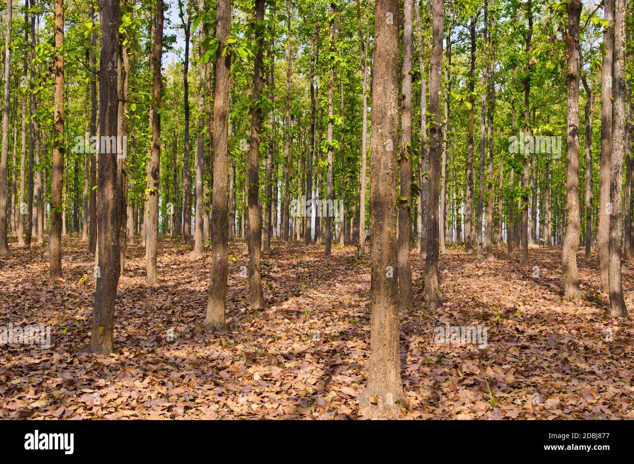Shorea Robusta High Resolution Stock Photography and Images - Alamy
