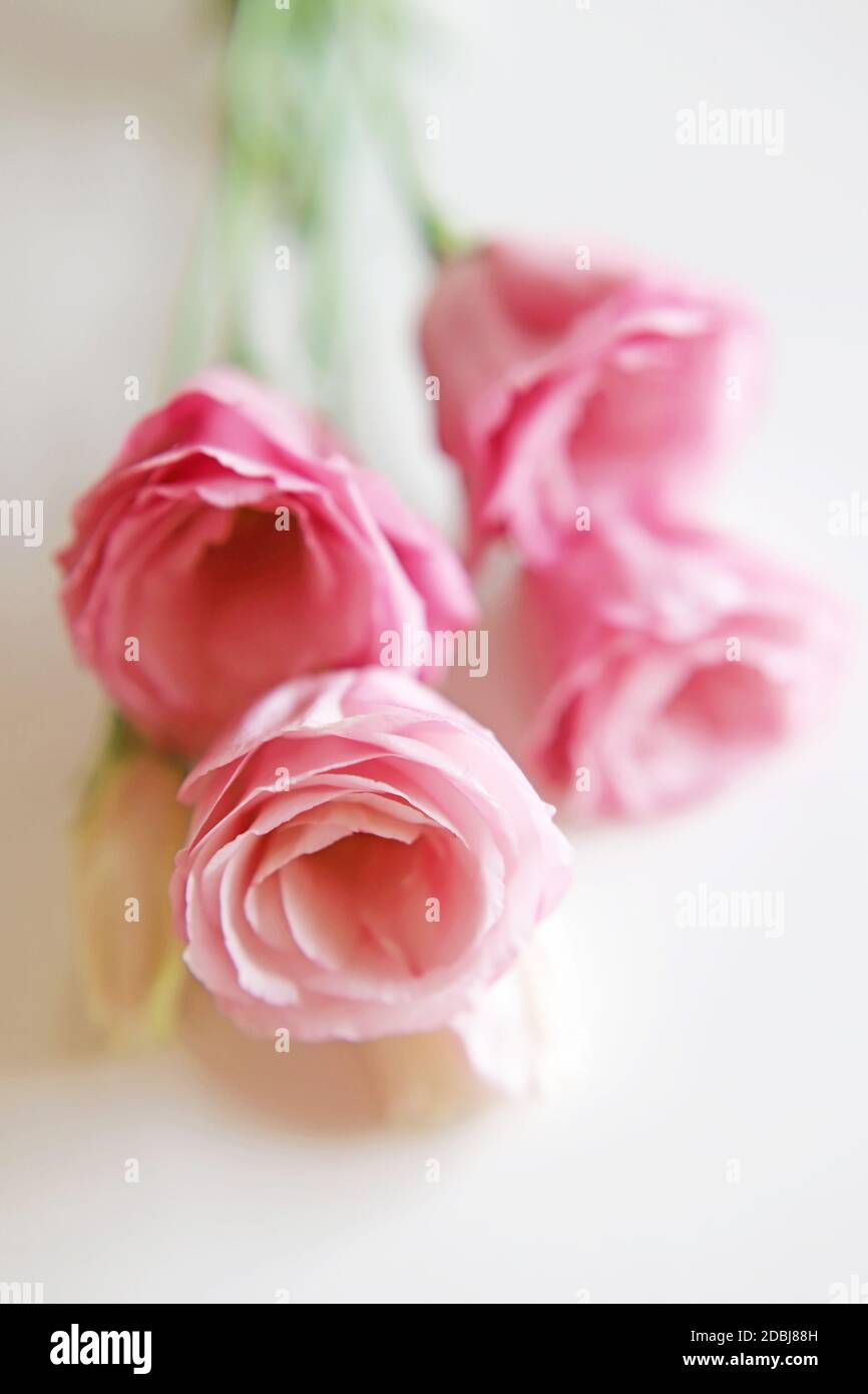 Pink and light pink Eustoma flower bouquet Stock Photo - Alamy