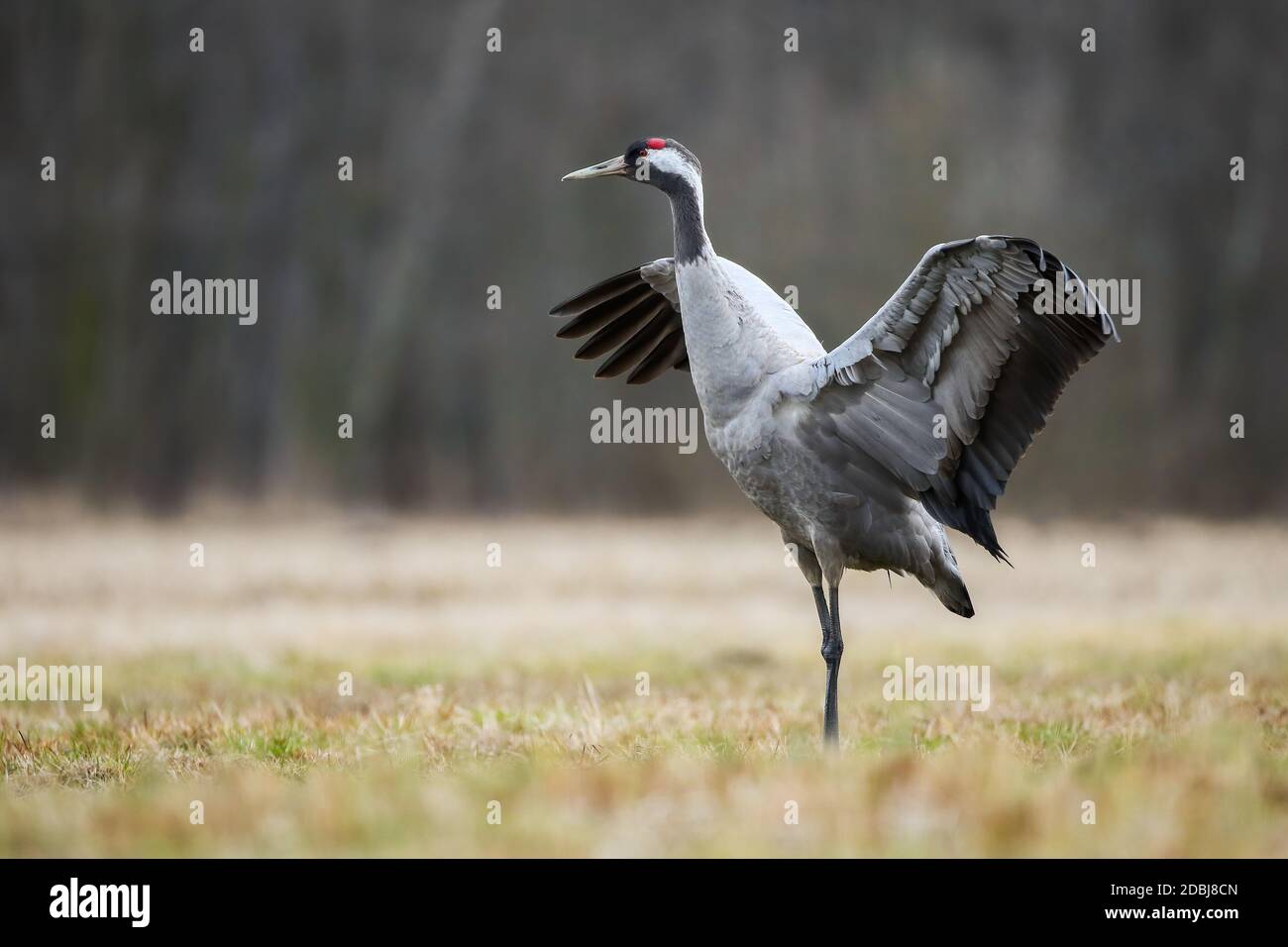 Common crane landing on a meadow with yellow grass in autumn nature ...