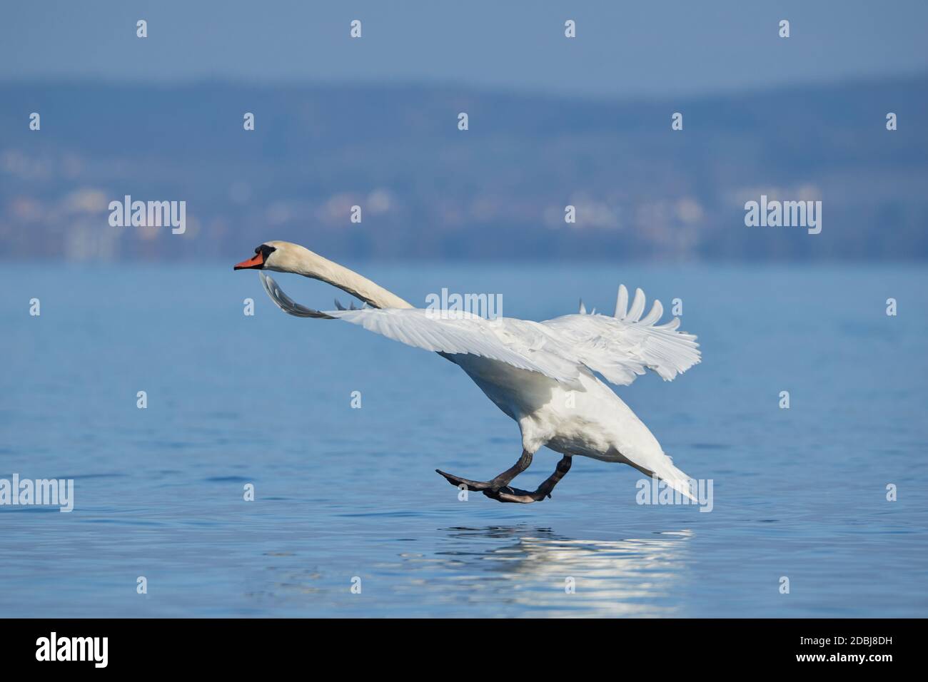 Swan landing in the water Stock Photo - Alamy