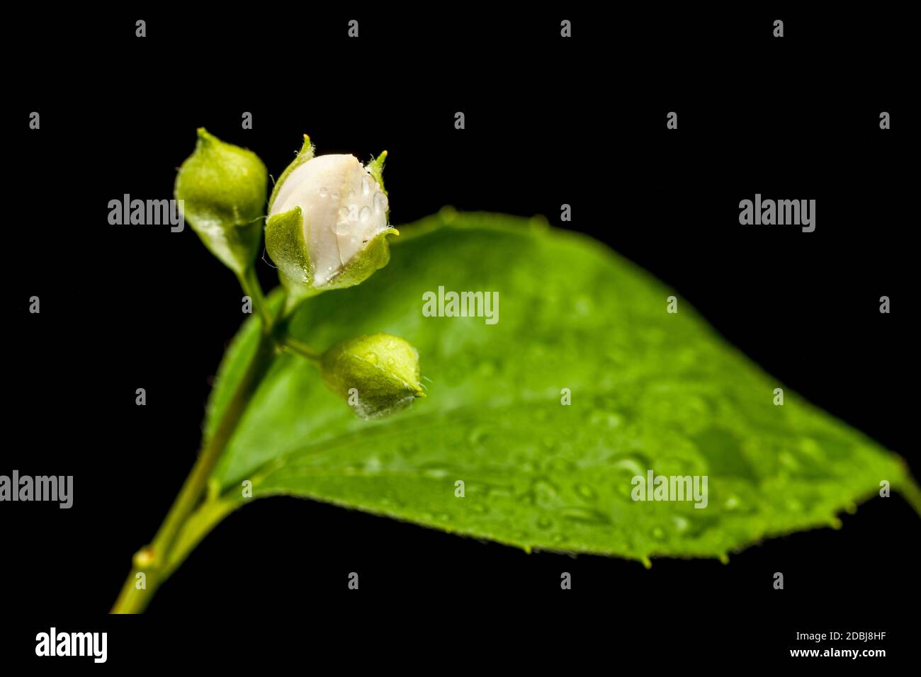 Studio close-up with an aperture of 16 three moistened buds from a ...