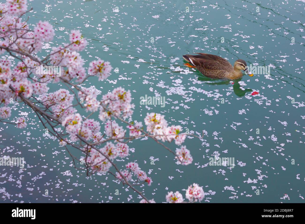 Carp swim the spring of the river Stock Photo - Alamy
