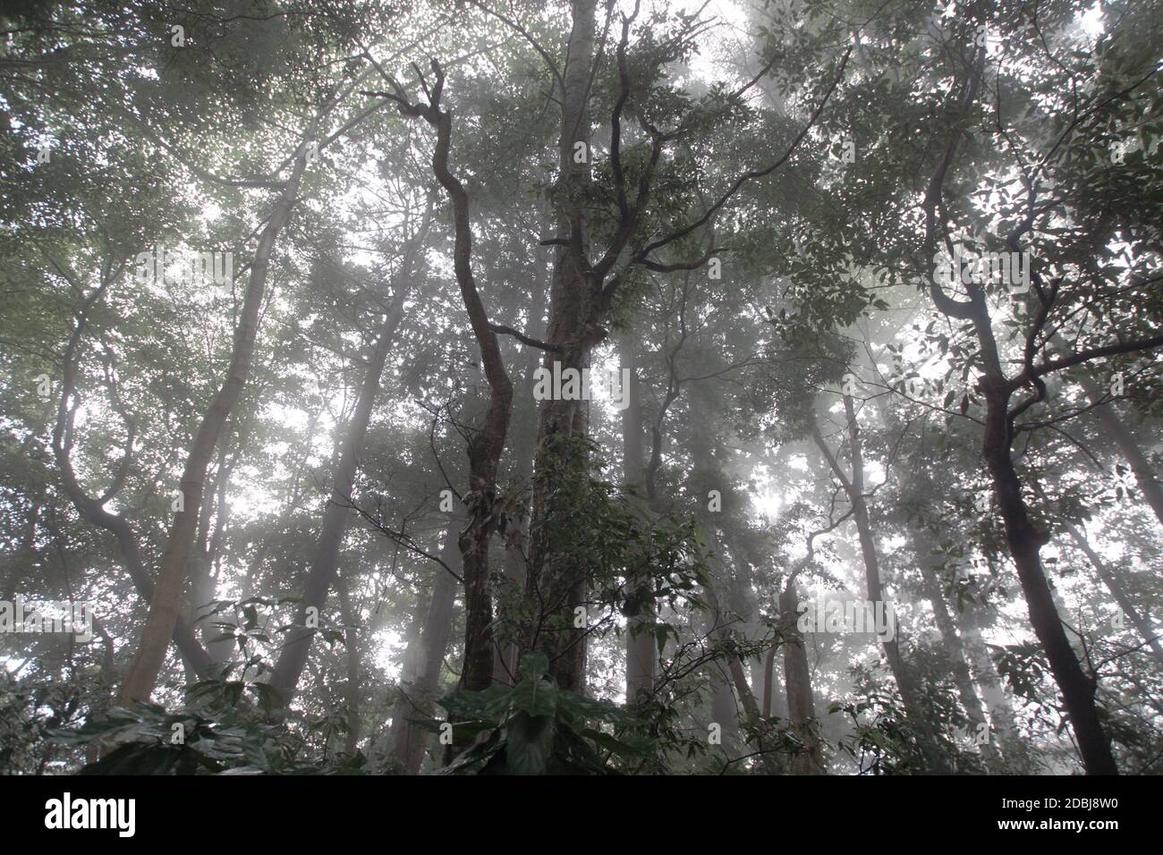 Forest mist is applied. Shooting Location: Hachioji, Tokyo Stock Photo ...