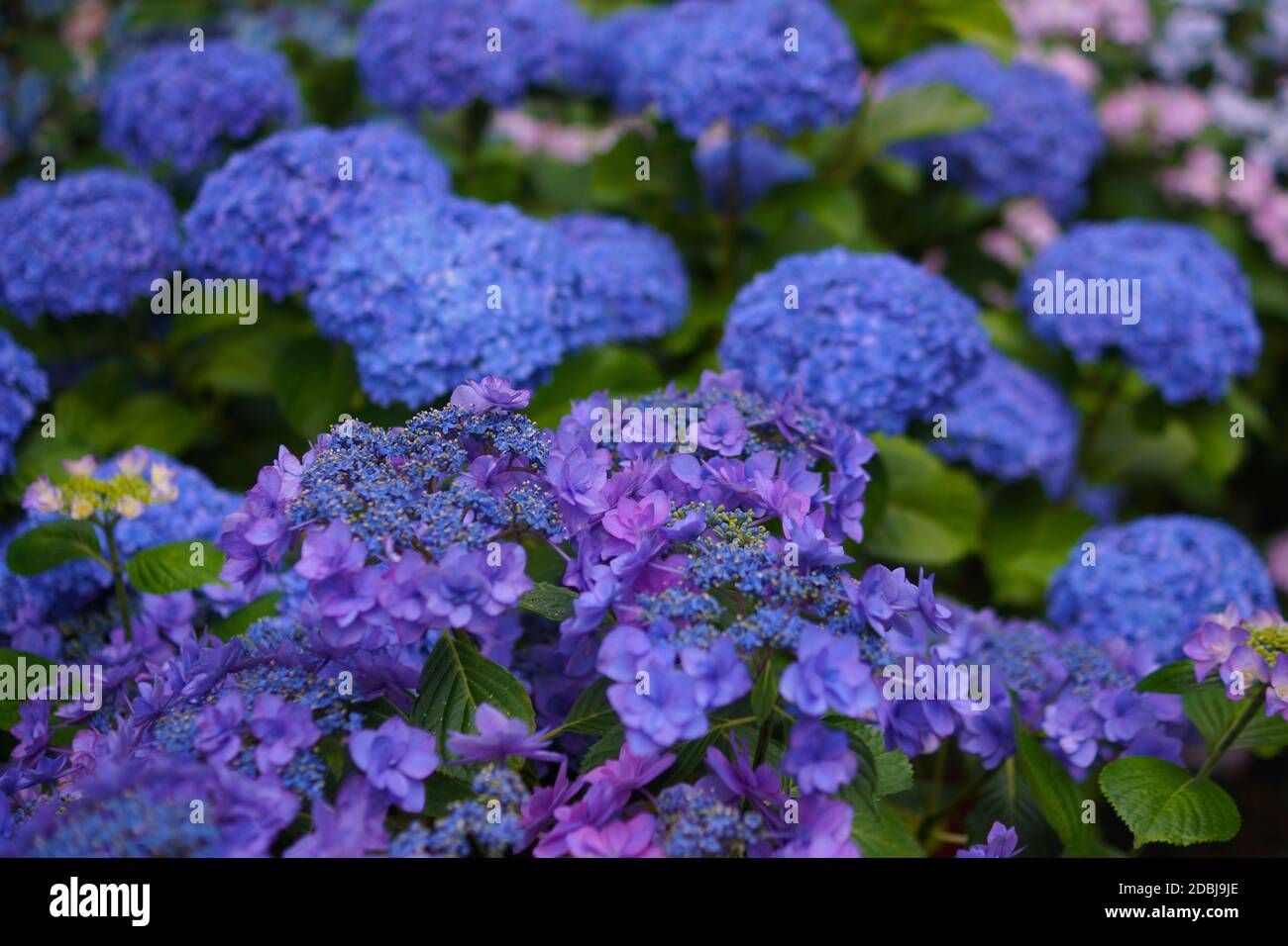 Hydrangea of Kamakura, Hase-dera Temple. Shooting Location: Kamakura ...