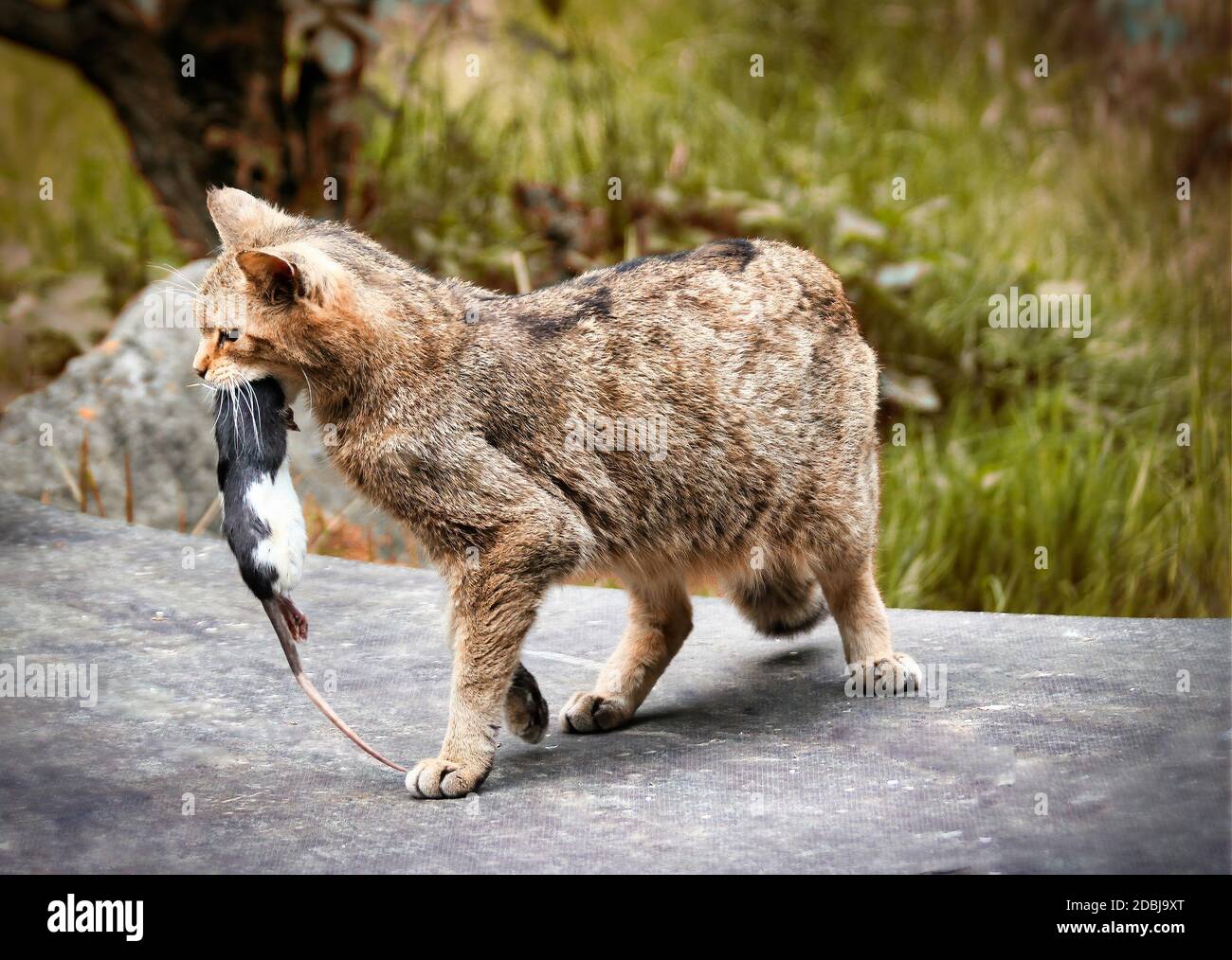 Hunting wildcat, felis silvestris with prey, rat in mouth Stock Photo ...