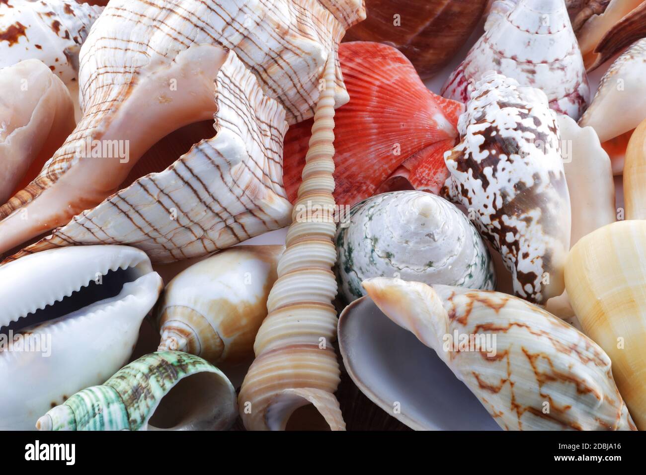 A pile of sea shells different colors and shapes Stock Photo - Alamy