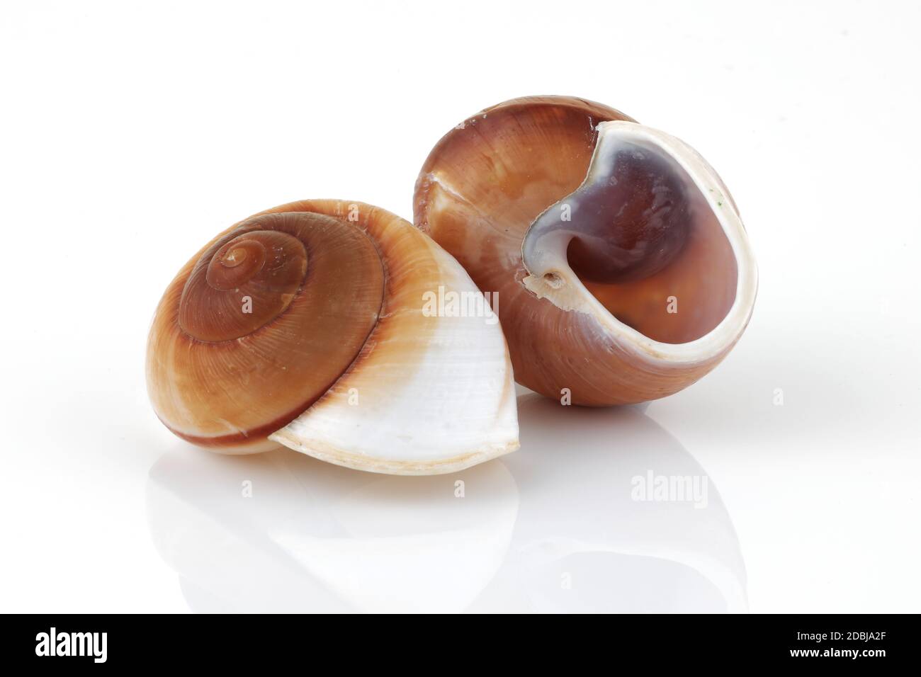 Conch shell fibonacci hi-res stock photography and images - Alamy