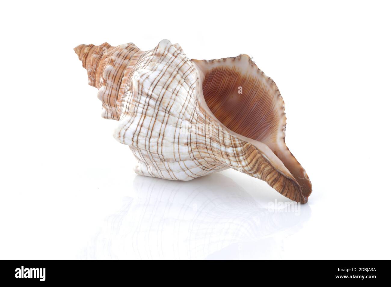 Sea shell conch icon hi-res stock photography and images - Alamy