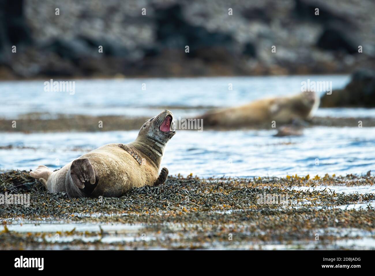 Tired harbor seal yawning on a sea beach with copy space Stock Photo ...