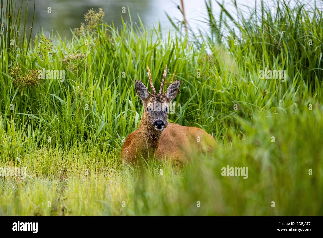 Roebuck Wildlife High Resolution Stock Photography and Images - Alamy