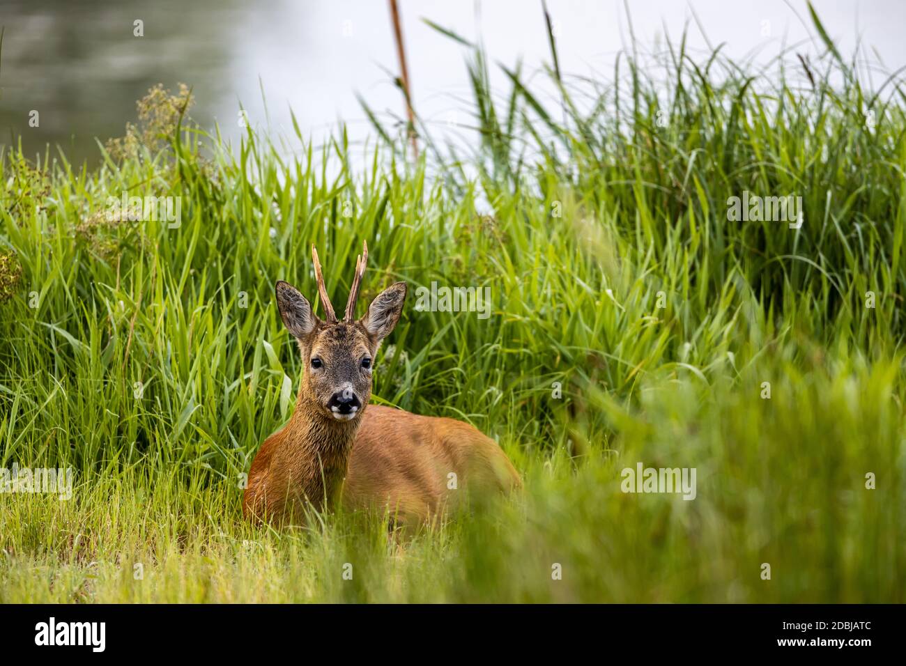 A Roebuck in the wild Stock Photo - Alamy