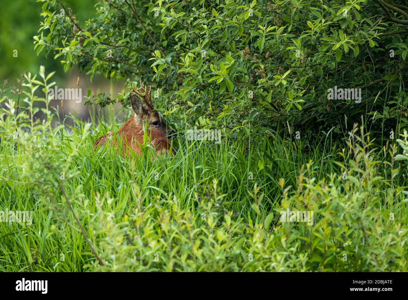 A Roebuck in the wild Stock Photo - Alamy