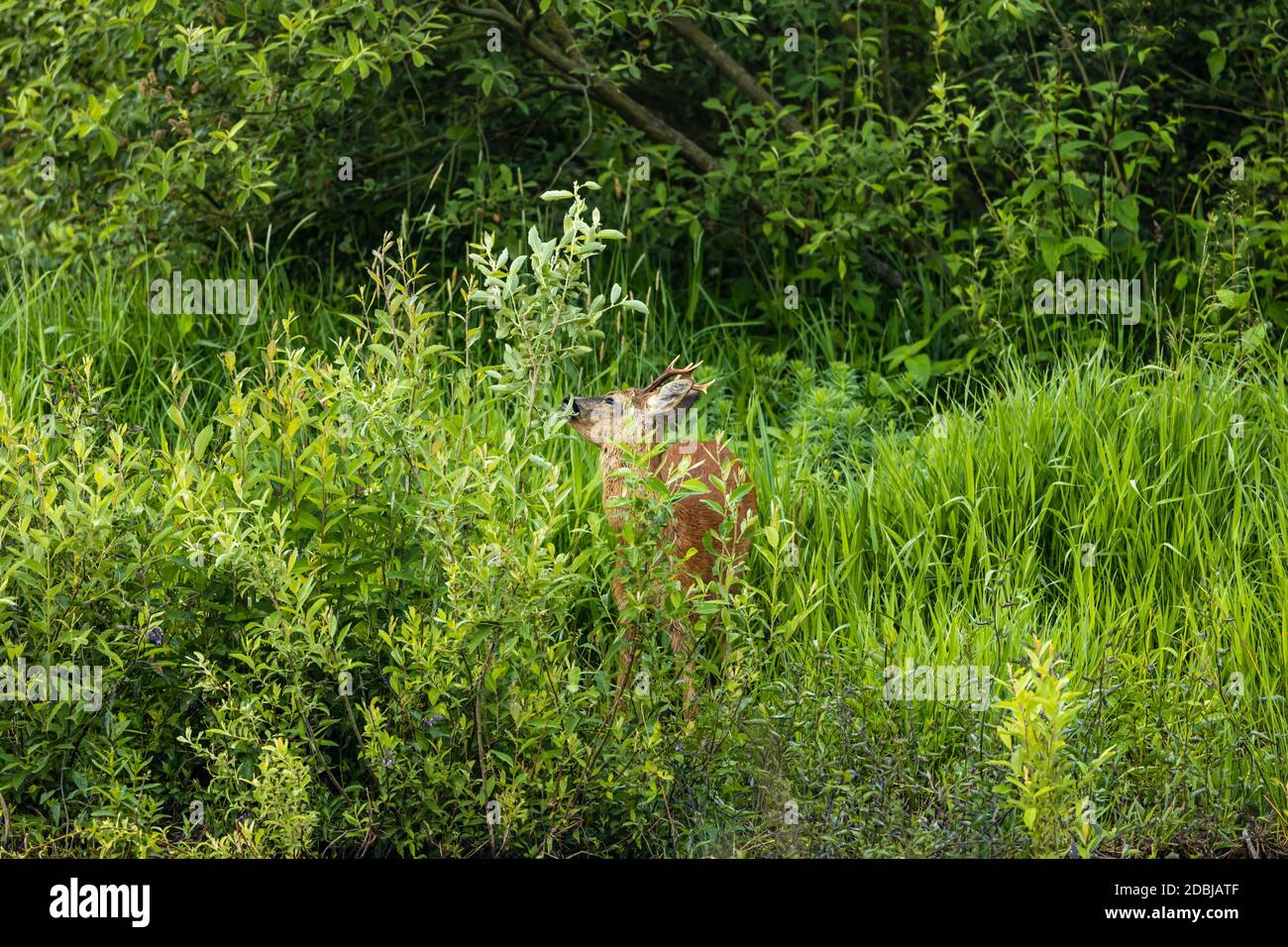Roebuck wildlife hi-res stock photography and images - Alamy