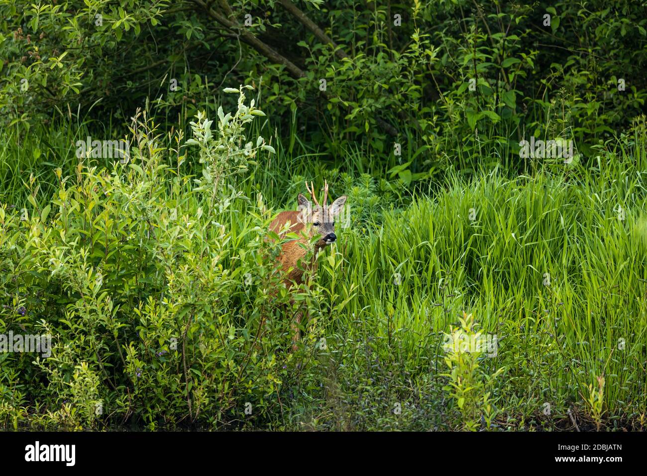 A Roebuck in the wild Stock Photo - Alamy