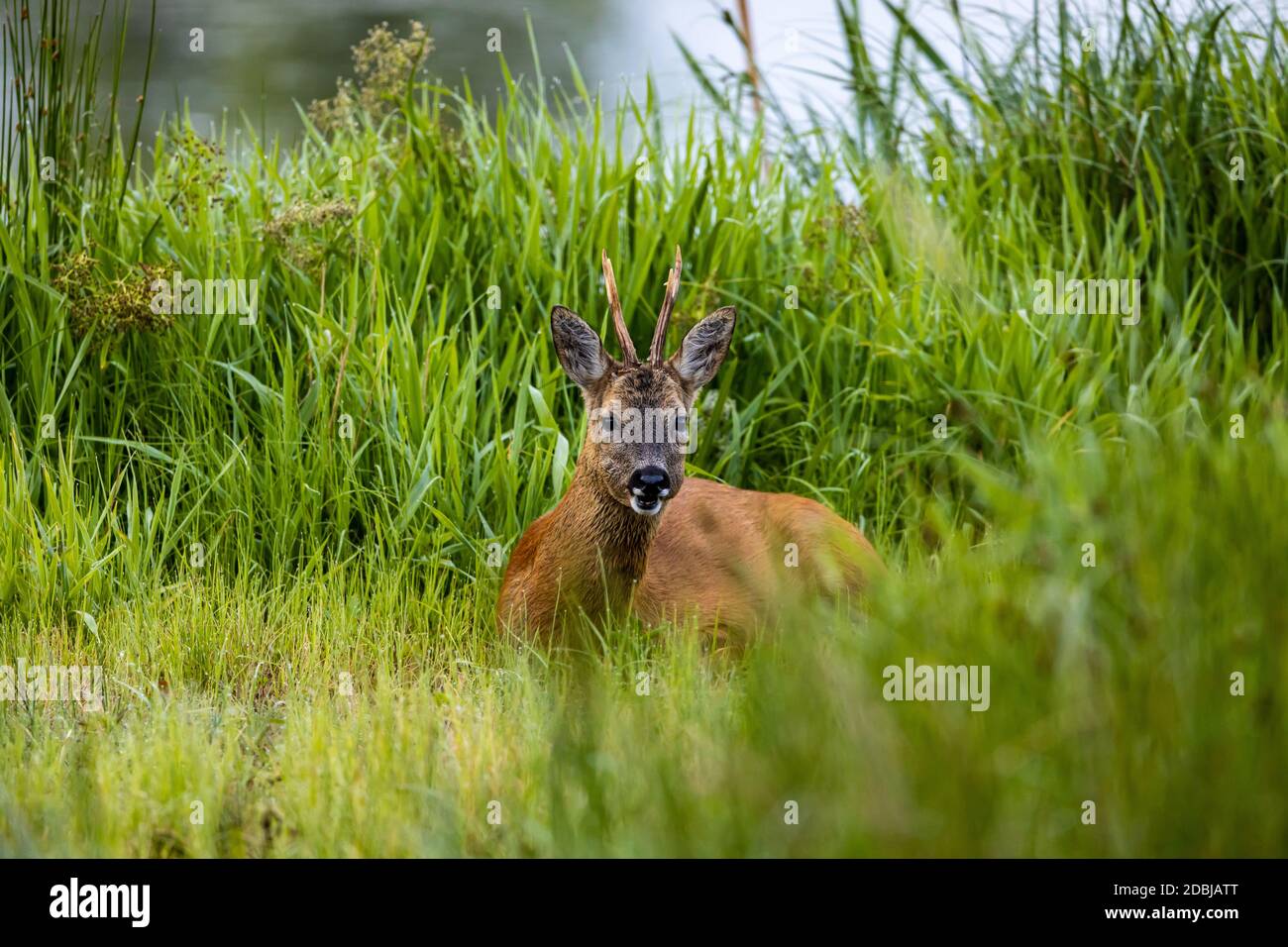 A Roebuck in the wild Stock Photo - Alamy