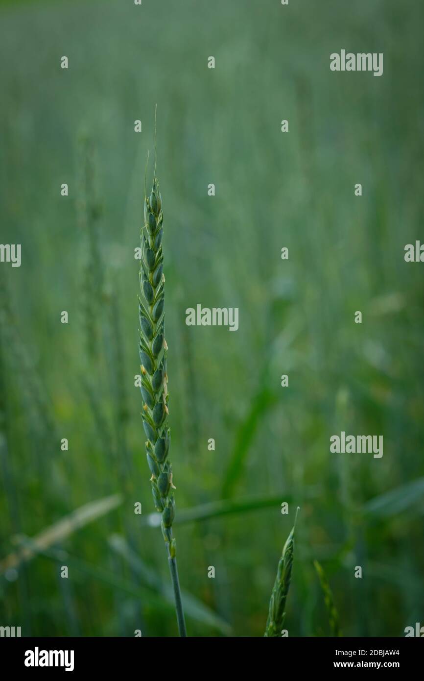 Ear of wheat closeup hi-res stock photography and images - Alamy