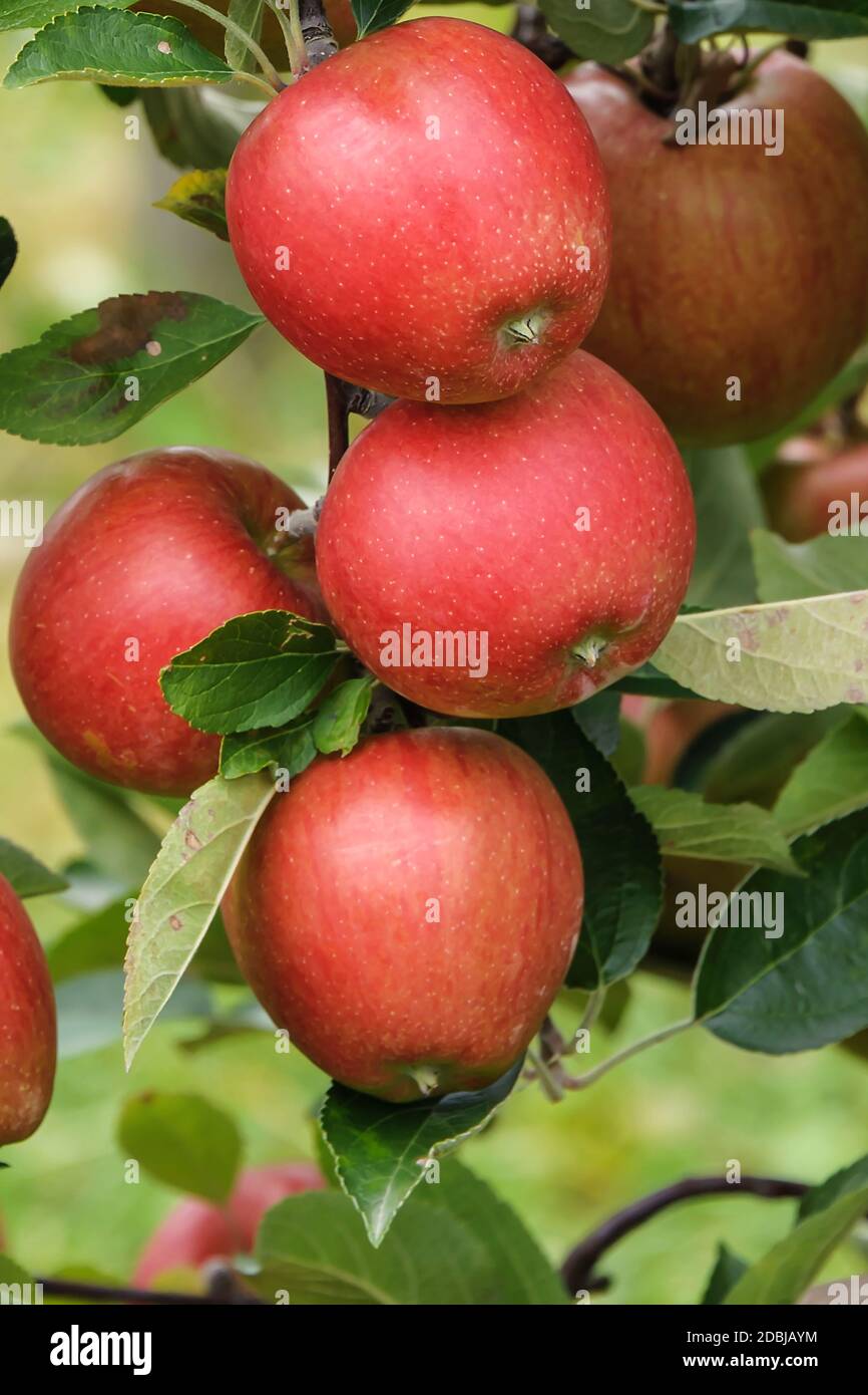 Braeburn apfel hi-res stock photography and images - Alamy