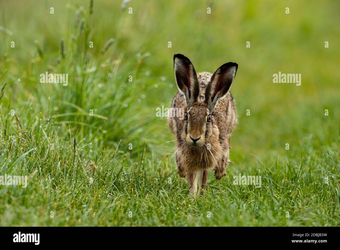 Cute wild hare hi-res stock photography and images - Alamy