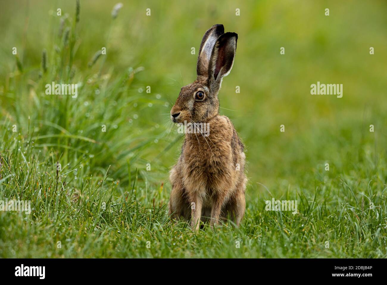 Hare ears grass hi-res stock photography and images - Alamy
