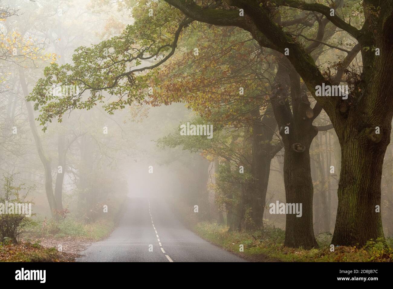 Misty morning on Haywood Oaks Lane in Blidworth, Nottinghamshire ...