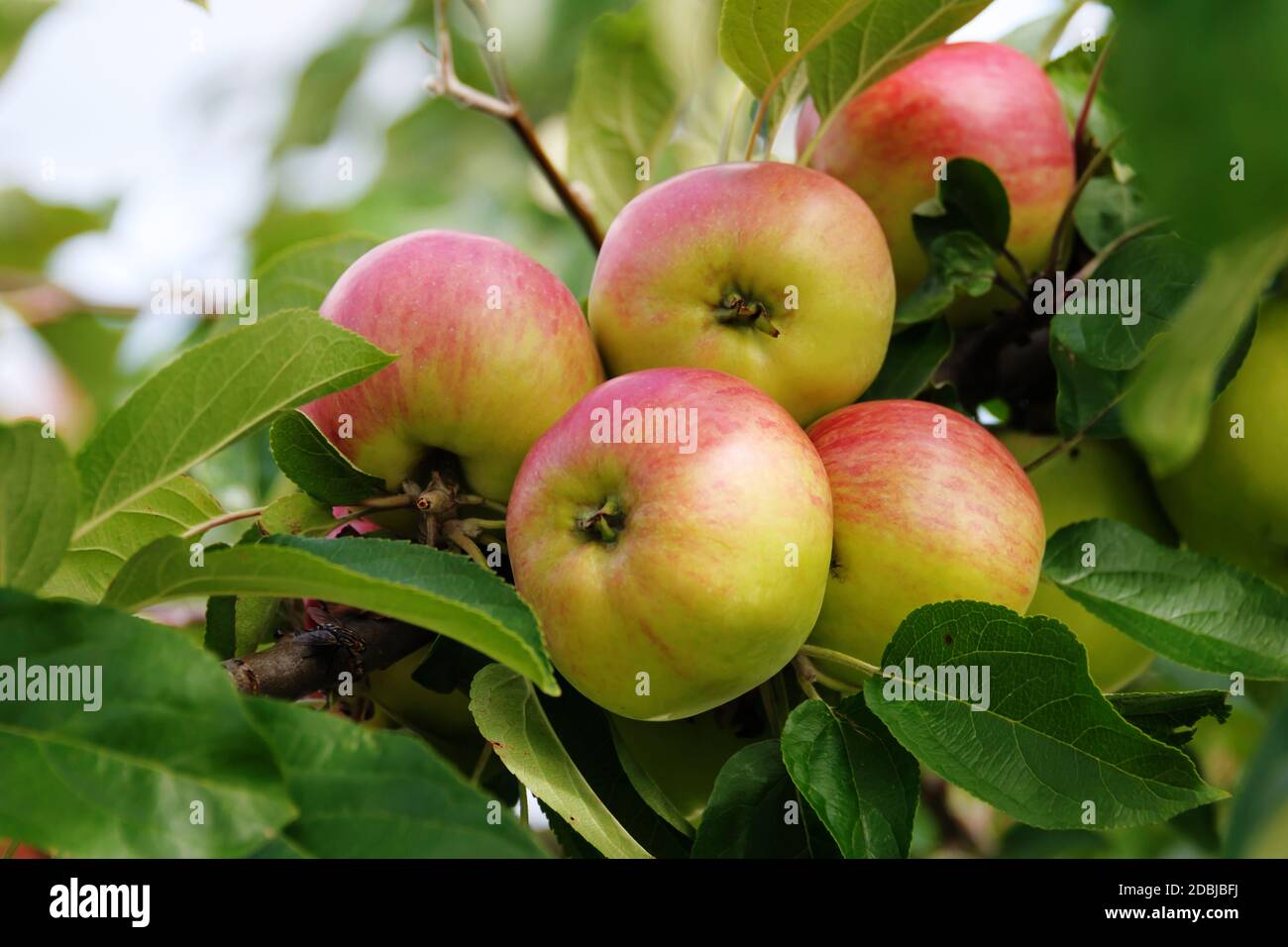 Apfel (Malus domestica 'Gravensteiner' Stock Photo - Alamy