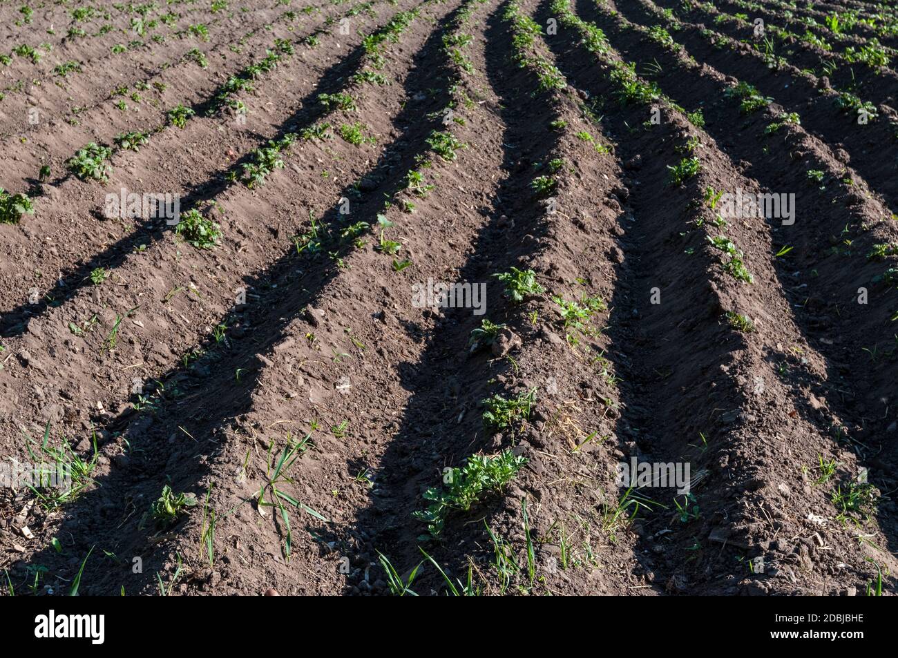 Black chernozemic soil hi-res stock photography and images - Alamy