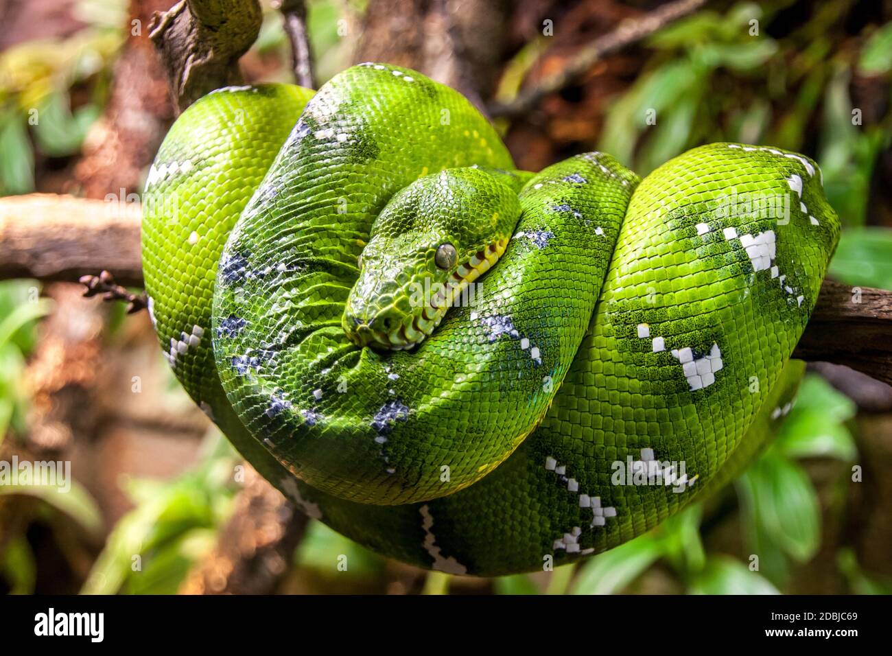 Green boa on a bar Stock Photo - Alamy
