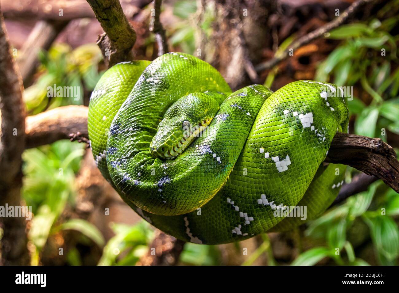 Green boa hi-res stock photography and images - Alamy