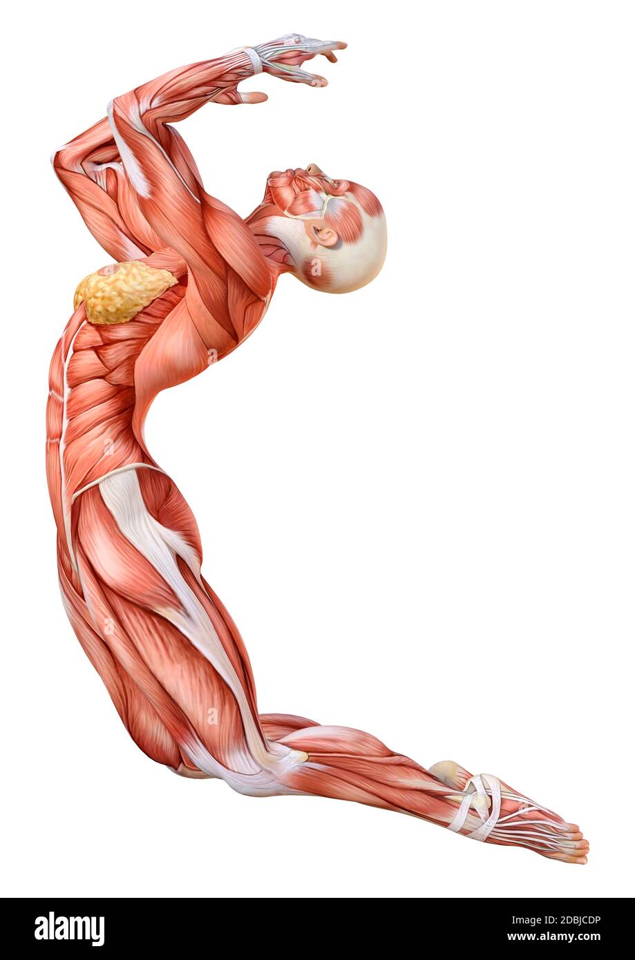 3D rendering of a female figure with muscle maps isolated on white ...