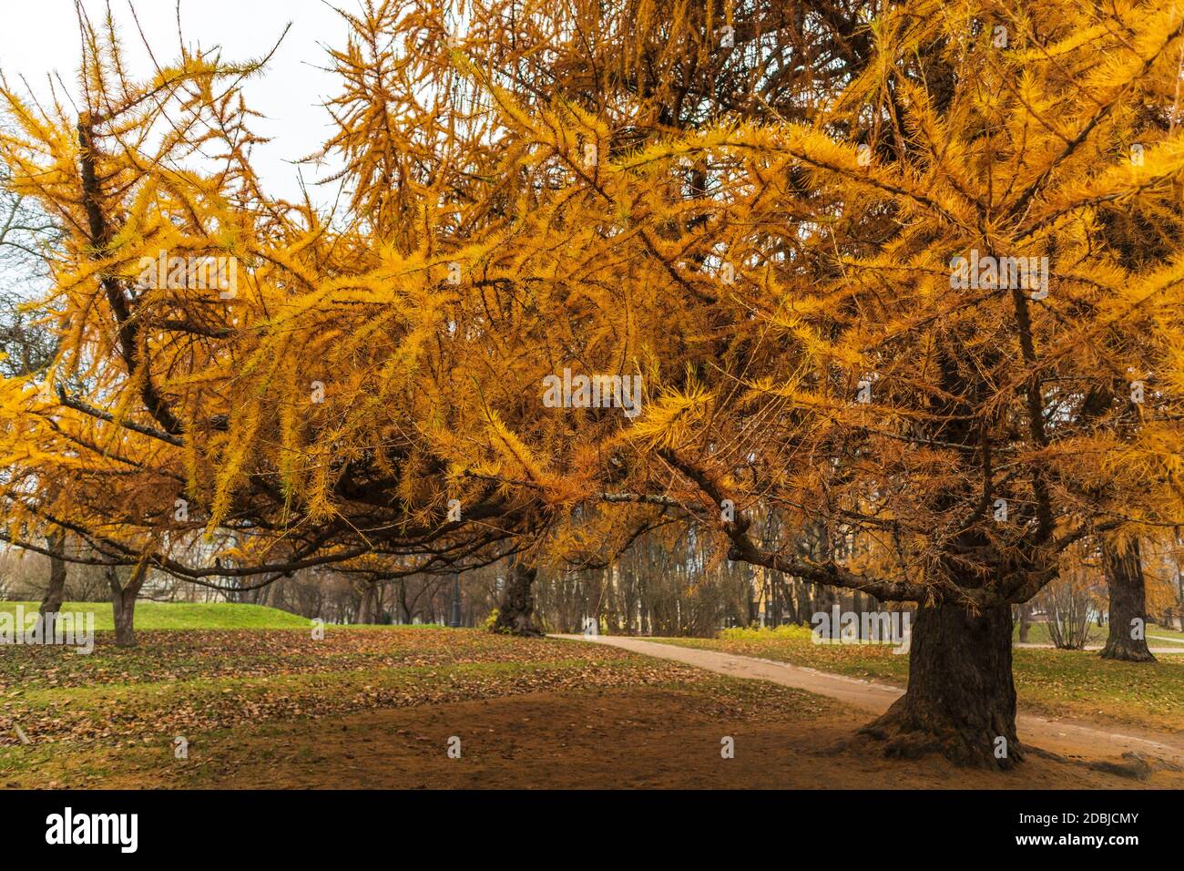 yellow conifer fairy tale fantasy bright color park Stock Photo - Alamy