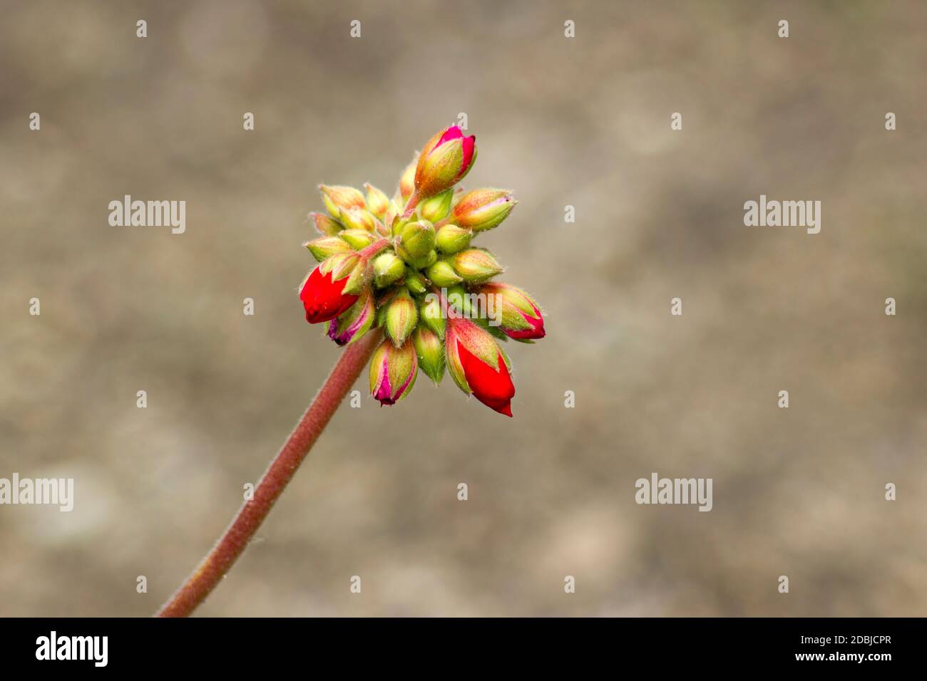 Tiny red geranium buds - close up Stock Photo - Alamy