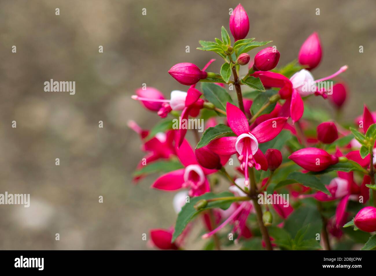 Fuchsia hybrida hi-res stock photography and images - Alamy