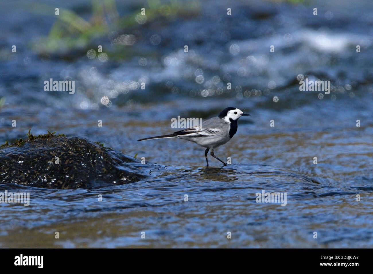 White wagtail looking for food in a river Stock Photo - Alamy