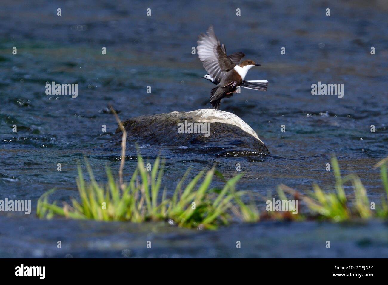 White-throated dipper in spring in fight Stock Photo - Alamy