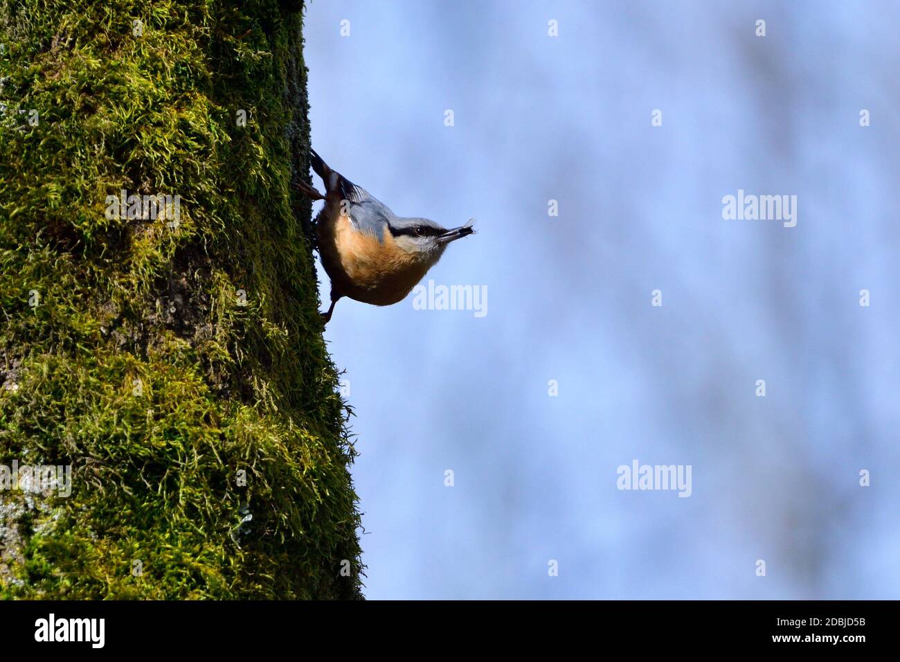 Nuthatch climbing down tree hi-res stock photography and images - Alamy