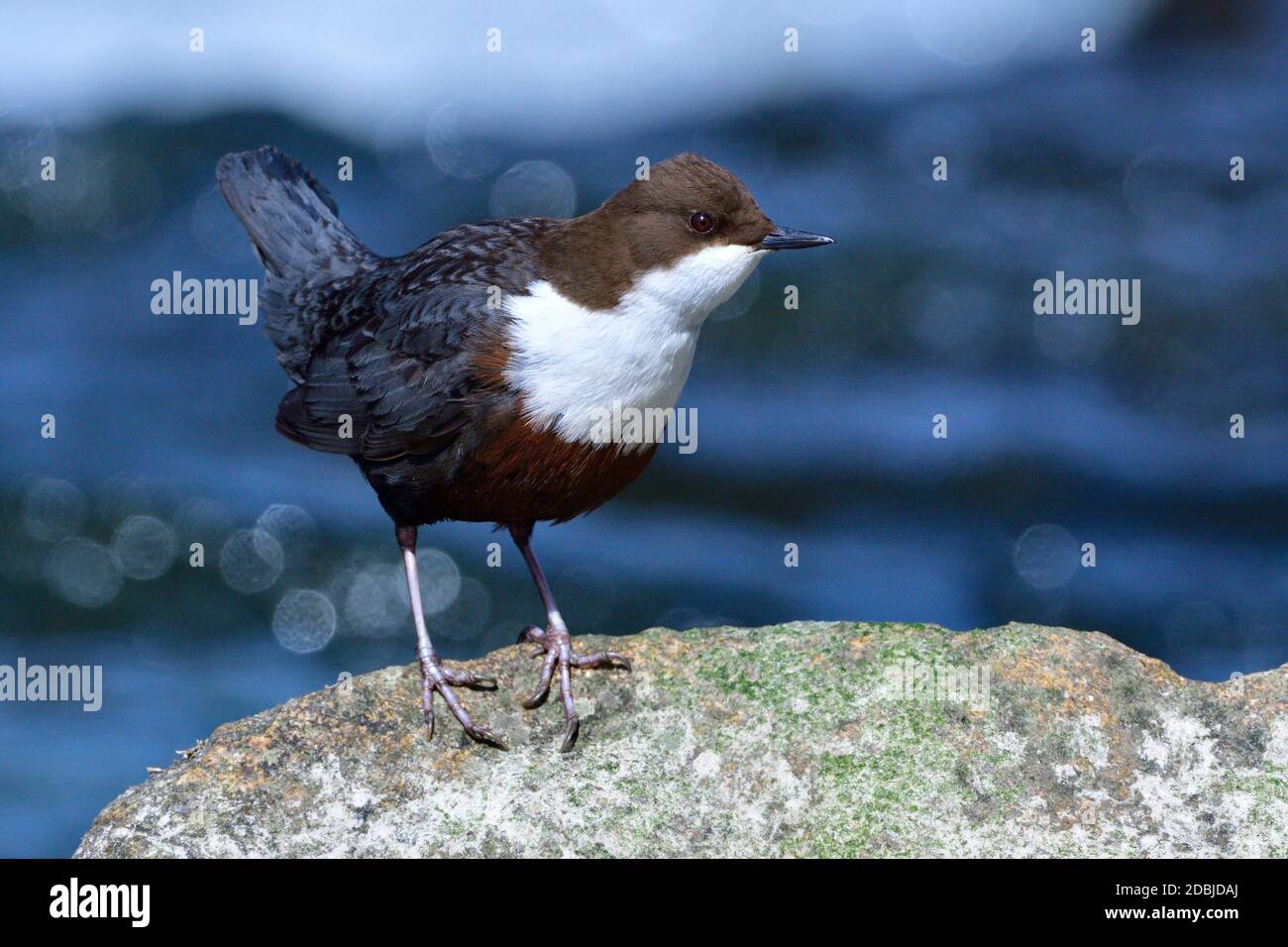 White-throated dipper in spring mating time Stock Photo - Alamy