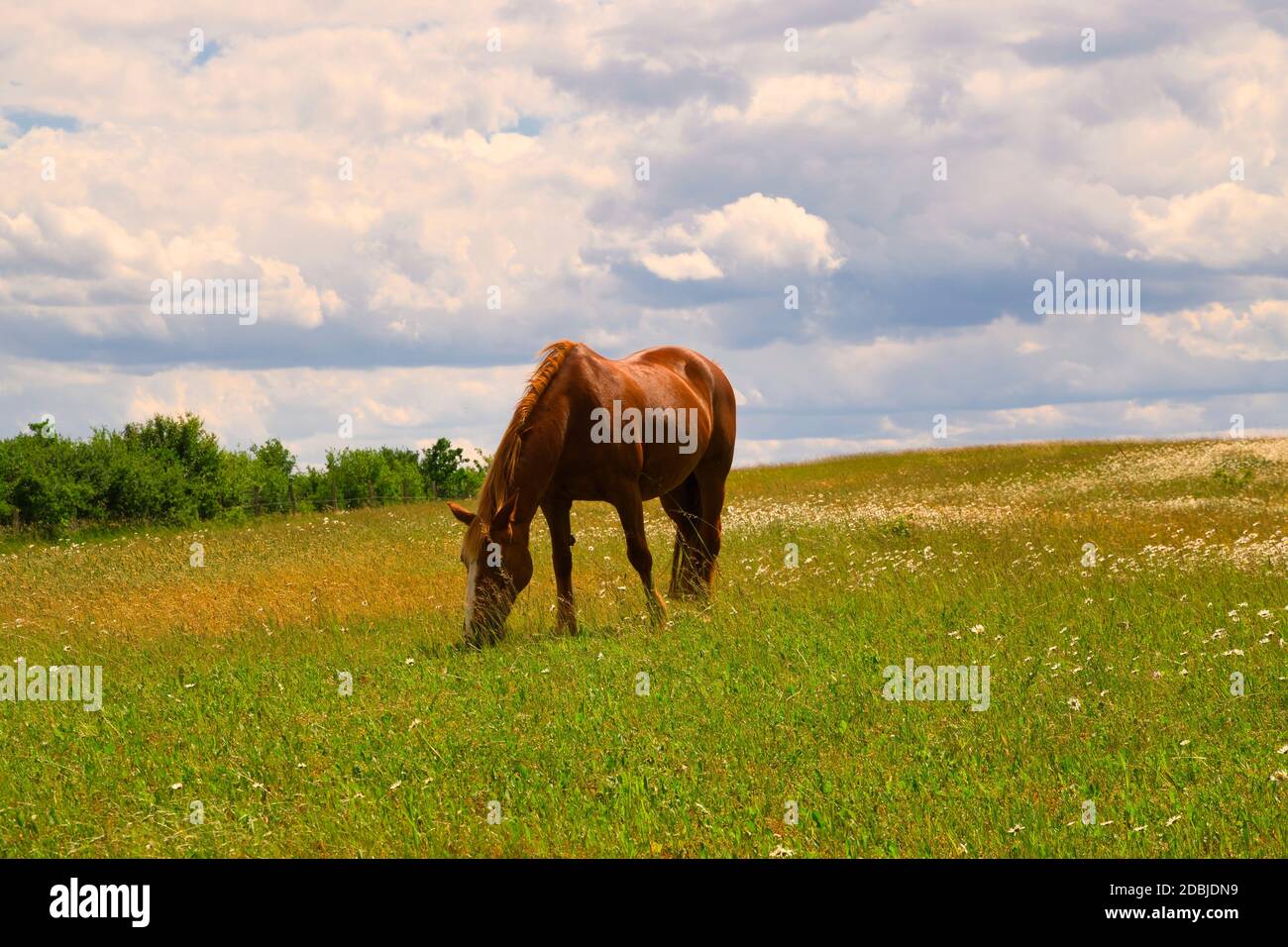 Beautiful horses in the pasture when the weather is nice Stock Photo ...