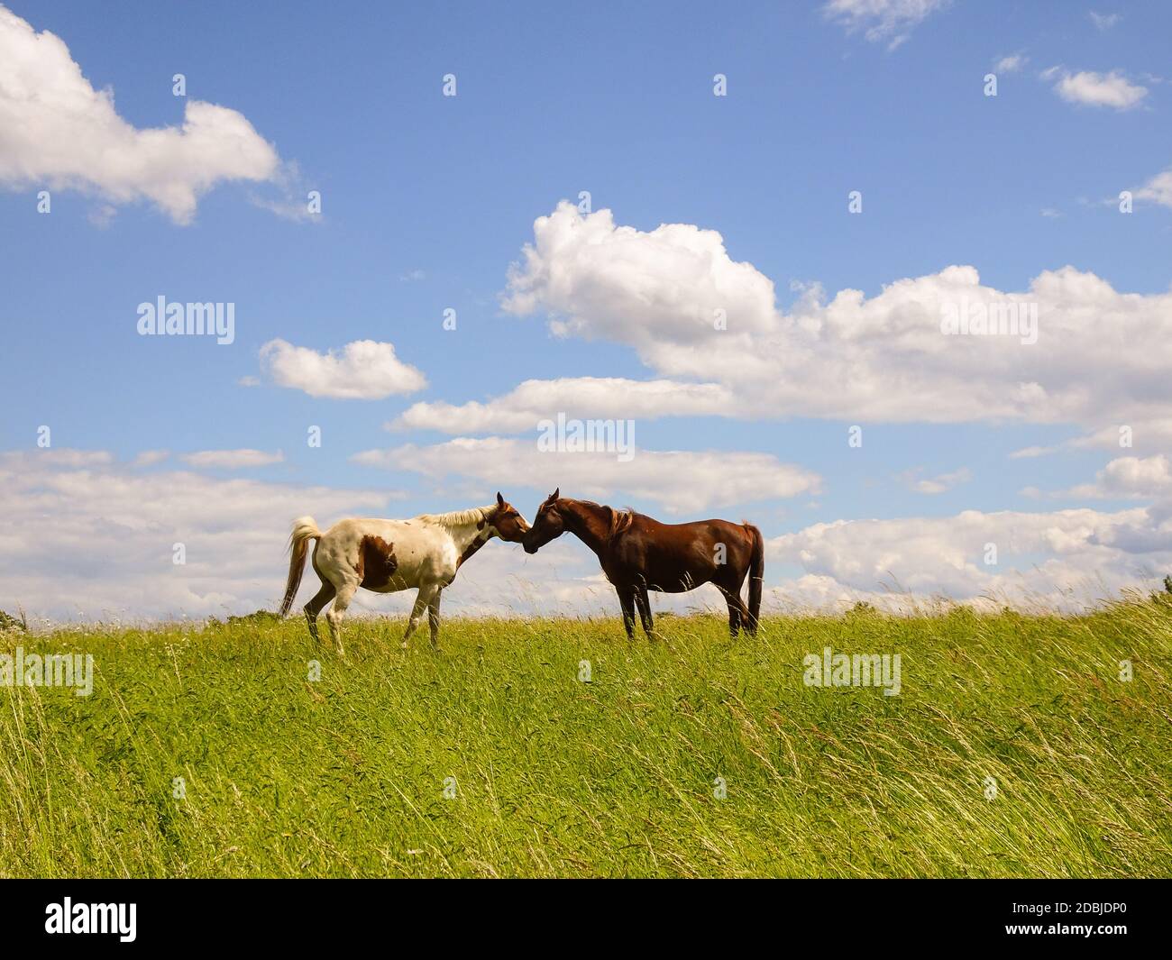Beautiful horses in the pasture when the weather is nice Stock Photo ...